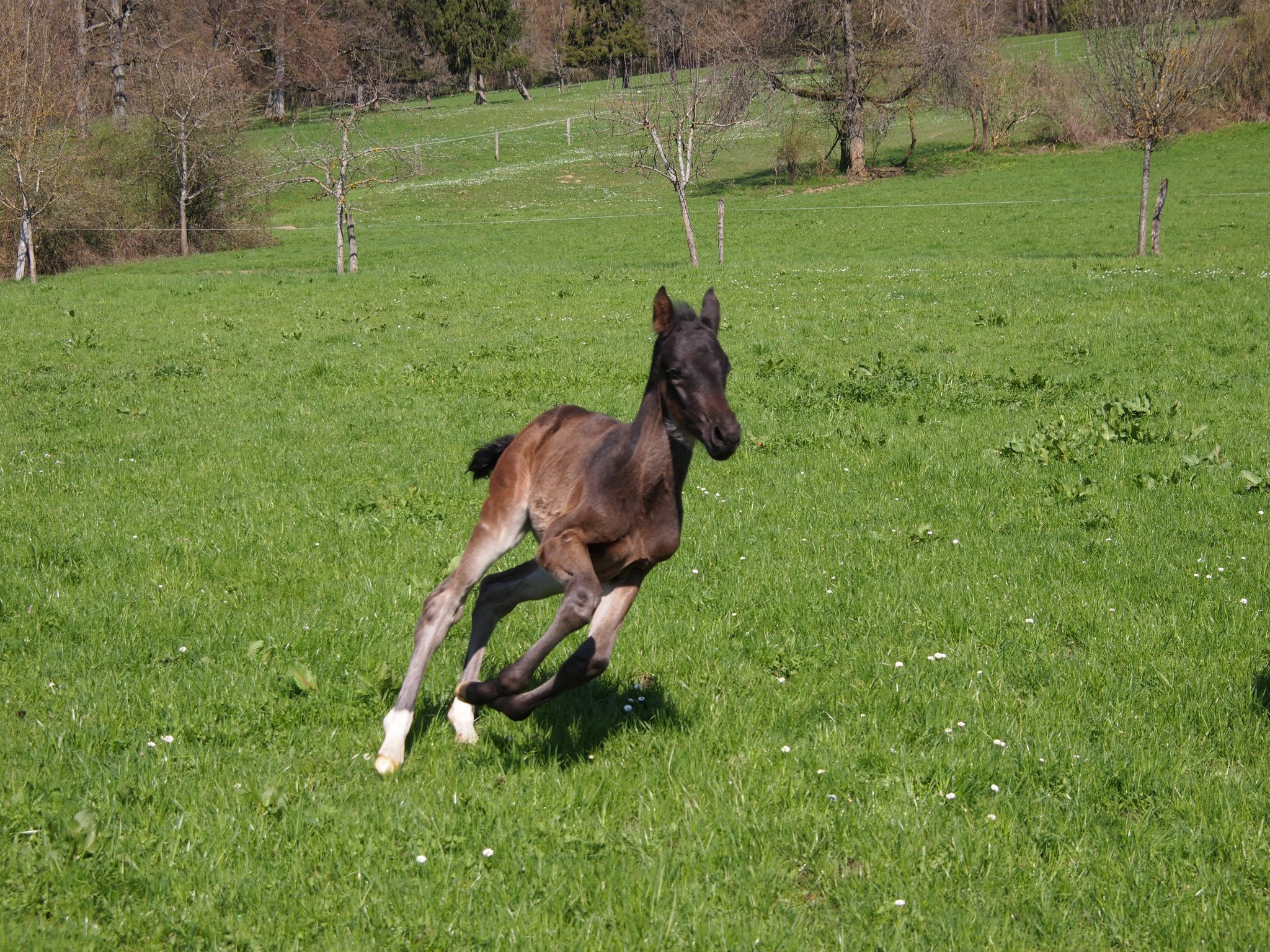 Camillo du Perchet | Élevage du Perchet