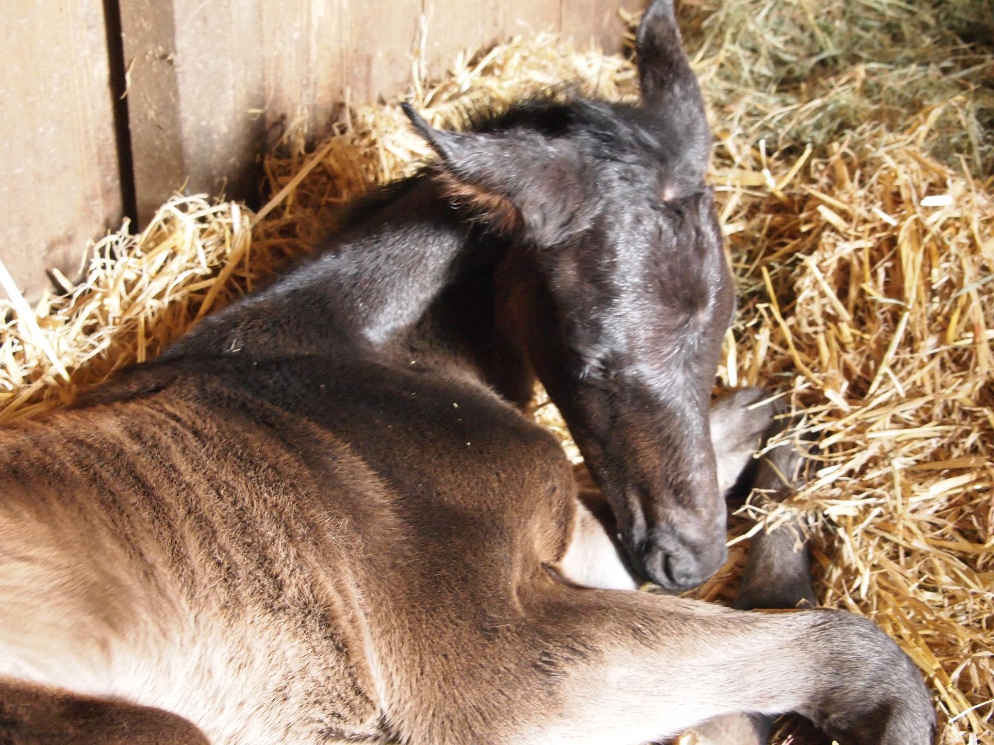 Camillo du Perchet | Élevage du Perchet