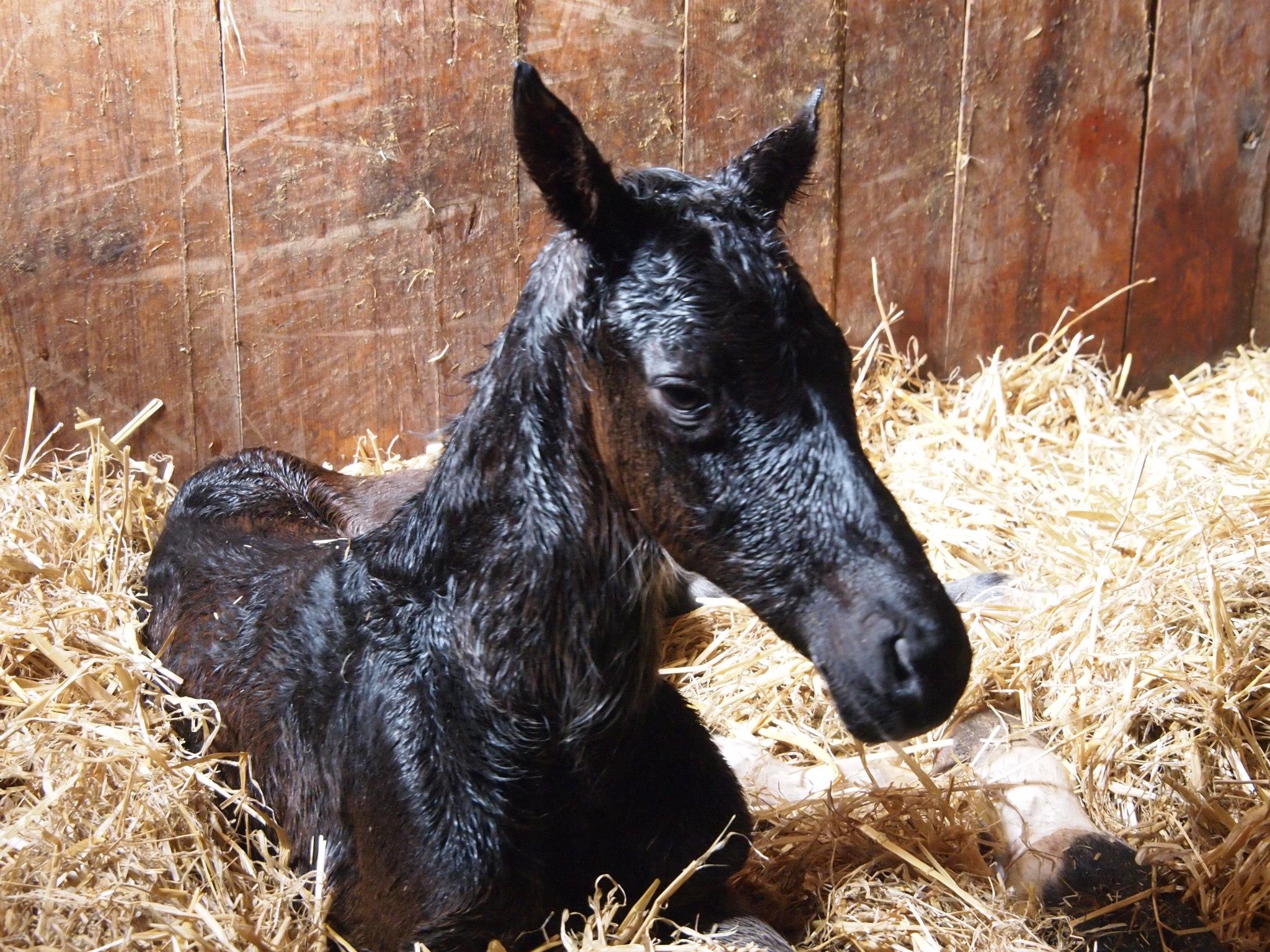 Camillo du Perchet | Élevage du Perchet