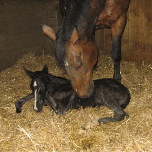 Home | Élevage du Perchet